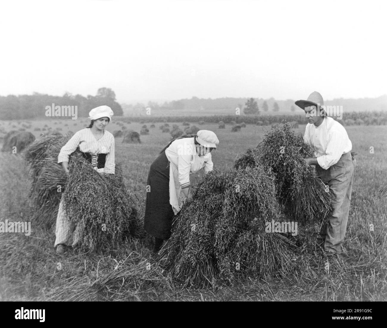 Europe: c. 1910 Peasants stacking sheaves of grain for drying Stock Photo - Alamy