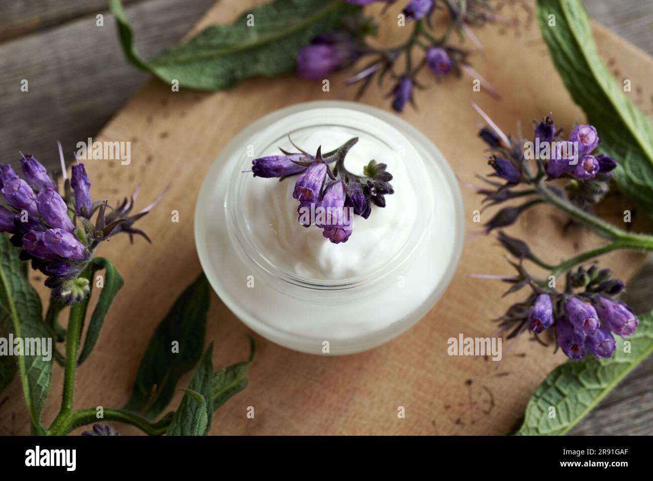 A jar of comfrey root ointment or cream with fresh blooming knitbone ...