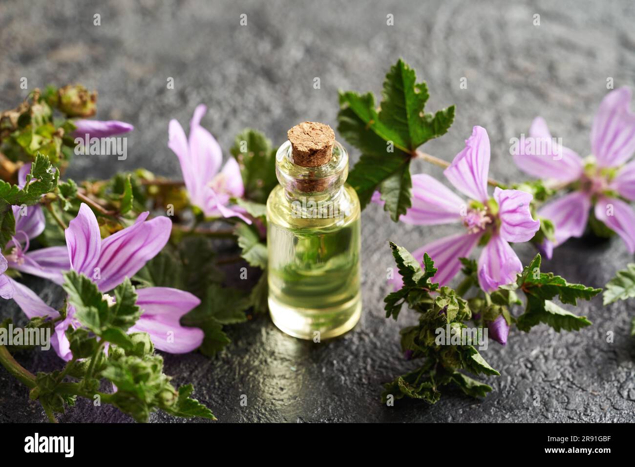 A transparent bottle of mallow essential oil with fresh blooming malva ...