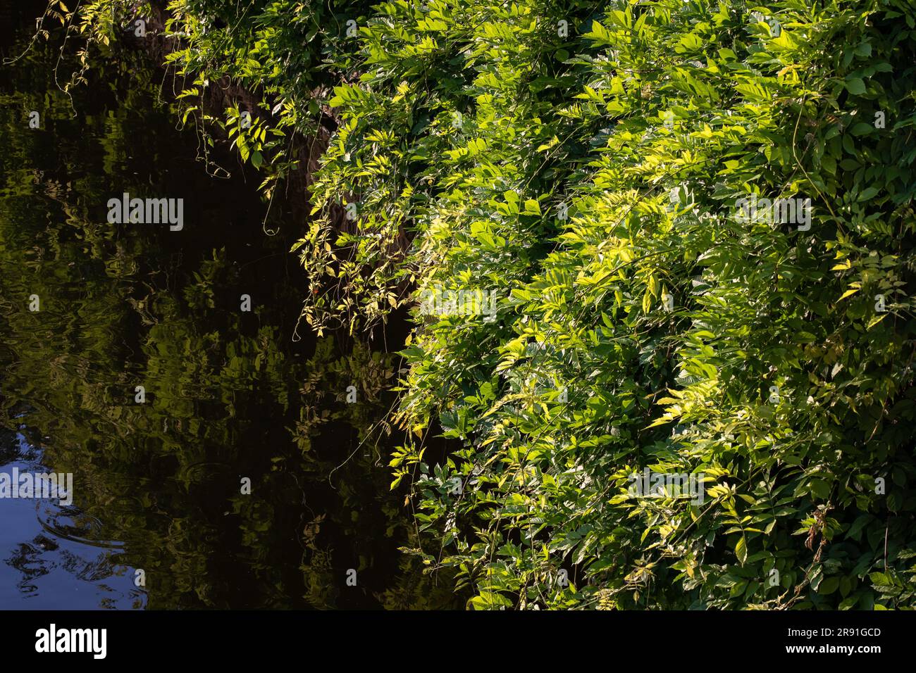 Spring branches bend over deep blue water over the river Stock Photo ...