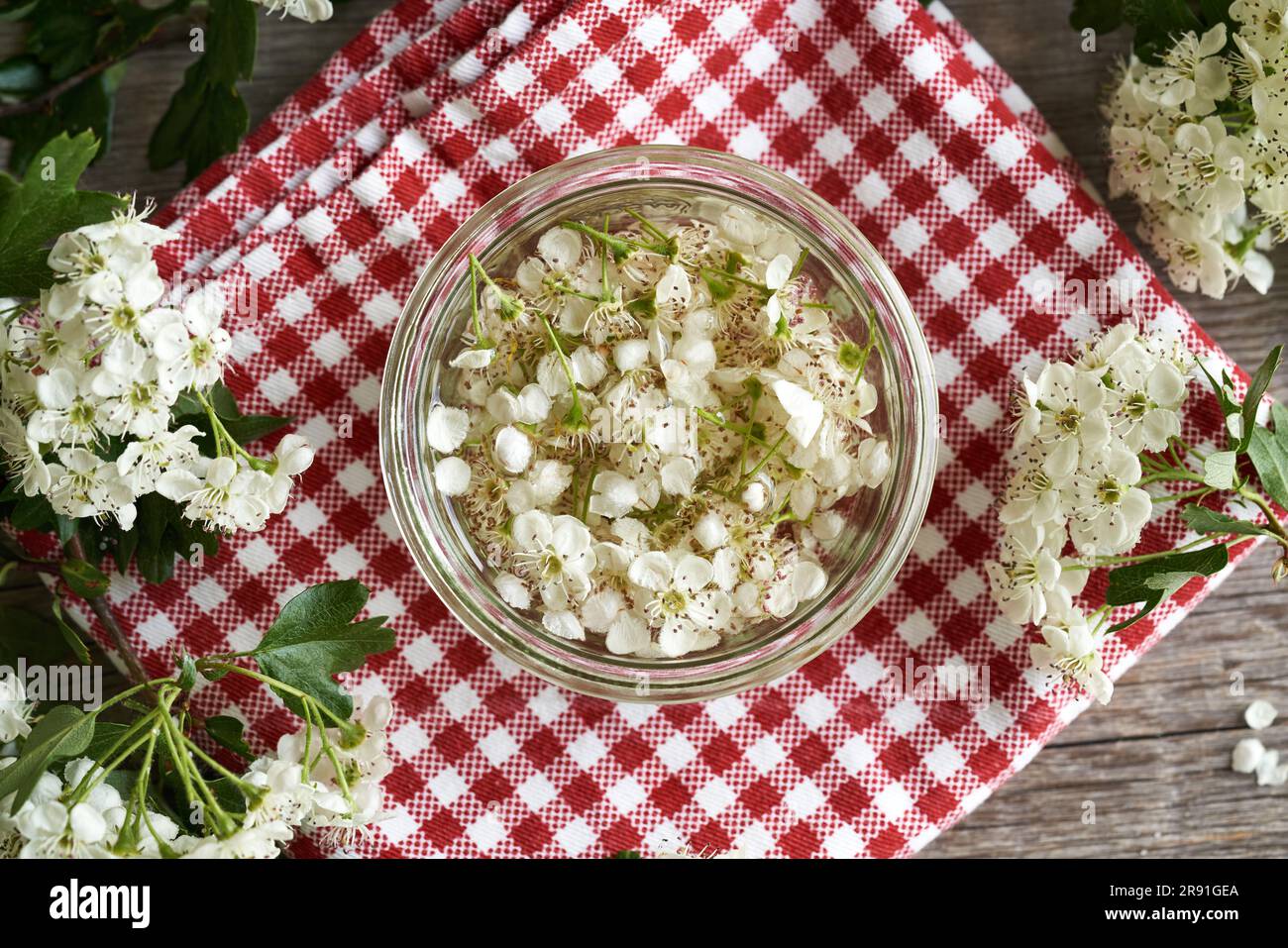 Preparation of herbal tincture from fresh hawthorn blossoms, top view ...