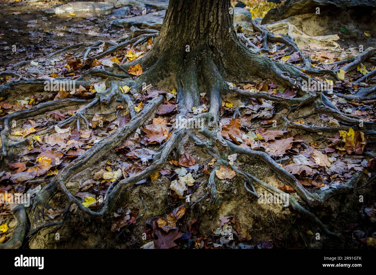 Intricate network of roots hi-res stock photography and images - Alamy