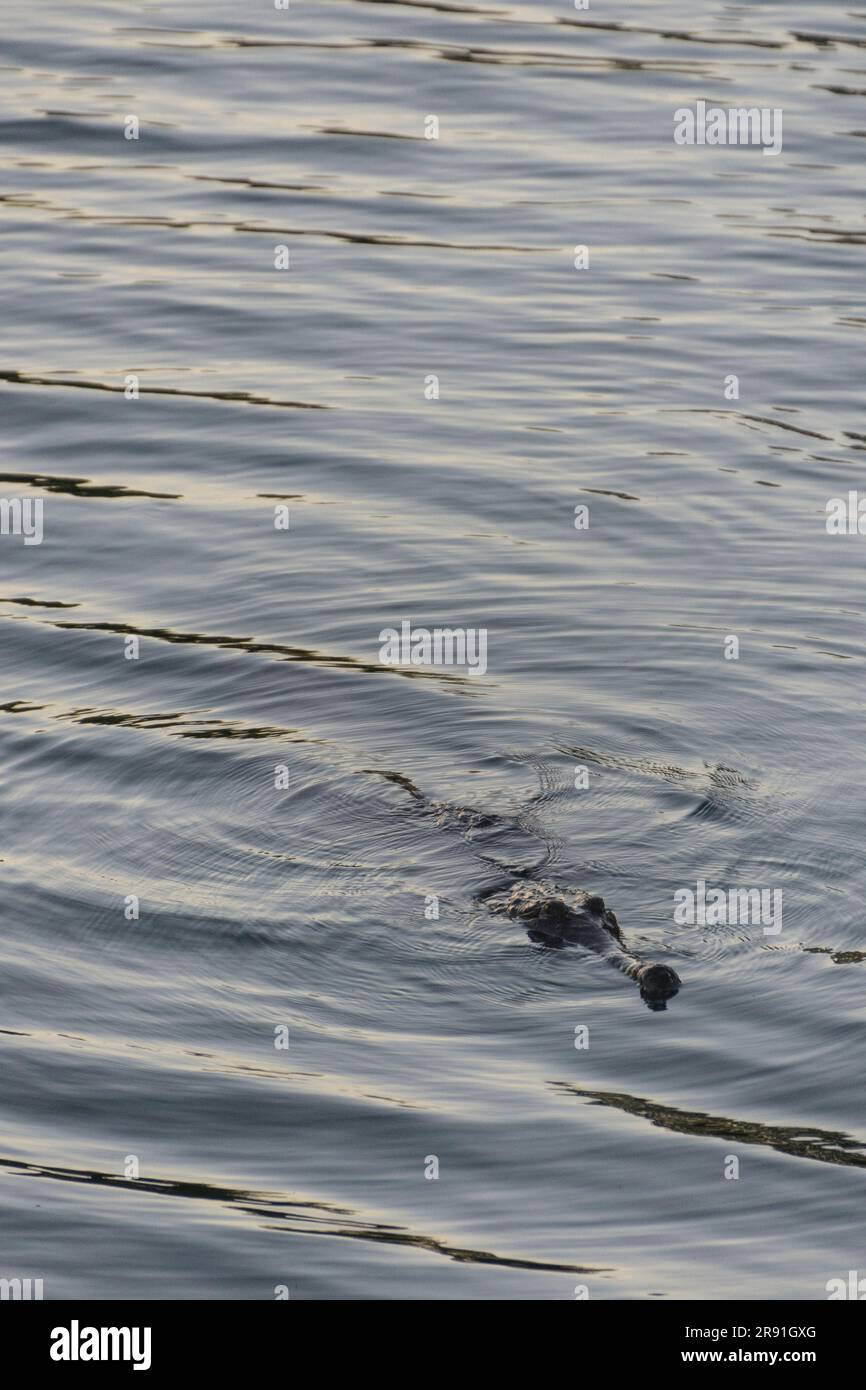 A freshwater crocodile pokes his nose out of the water in lake ...