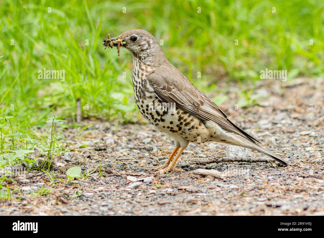 Spotted bird hi-res stock photography and images - Alamy