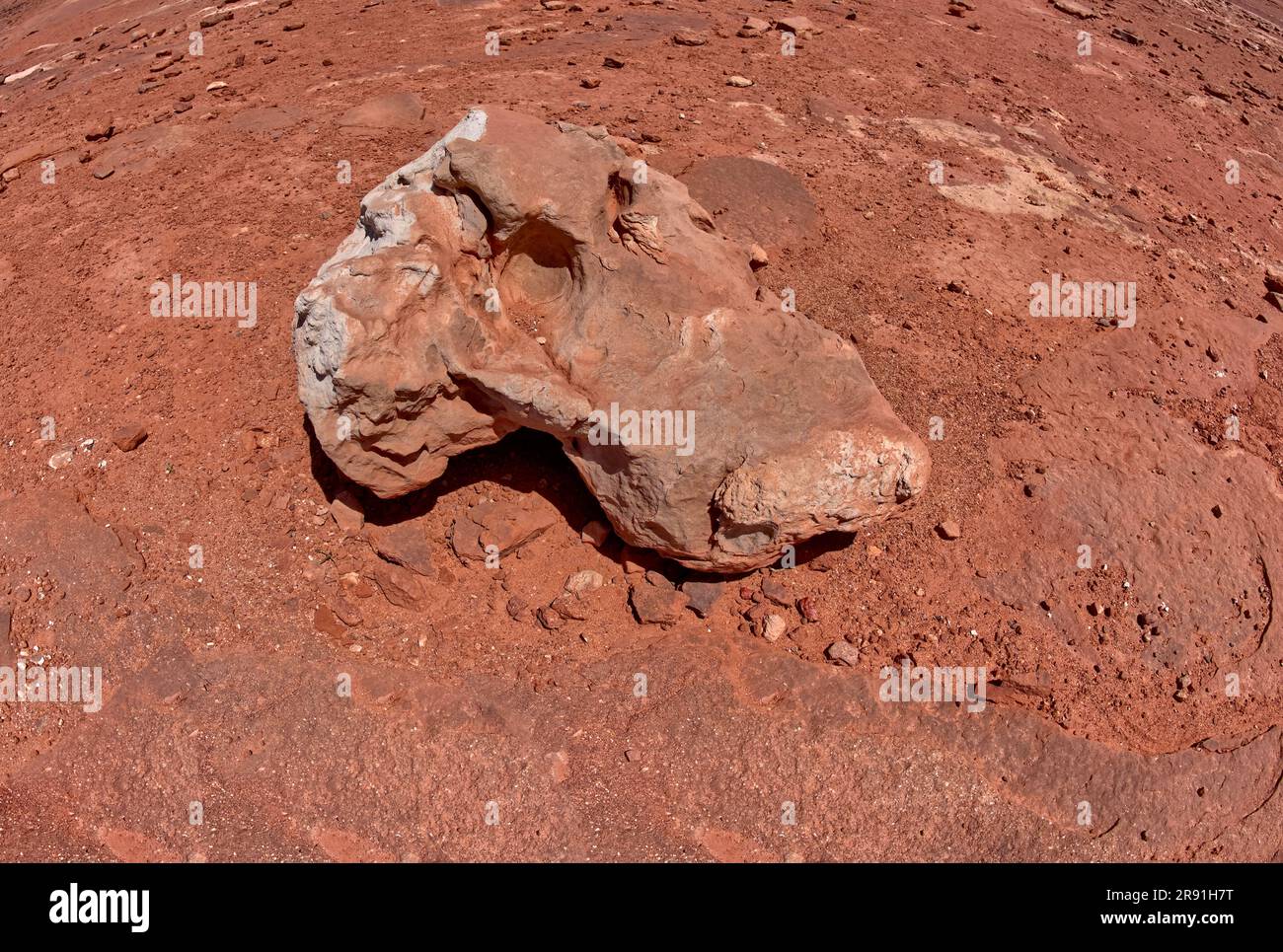 A Dinosaur skull fossil among Dinosaur tracks at a tourist attraction ...