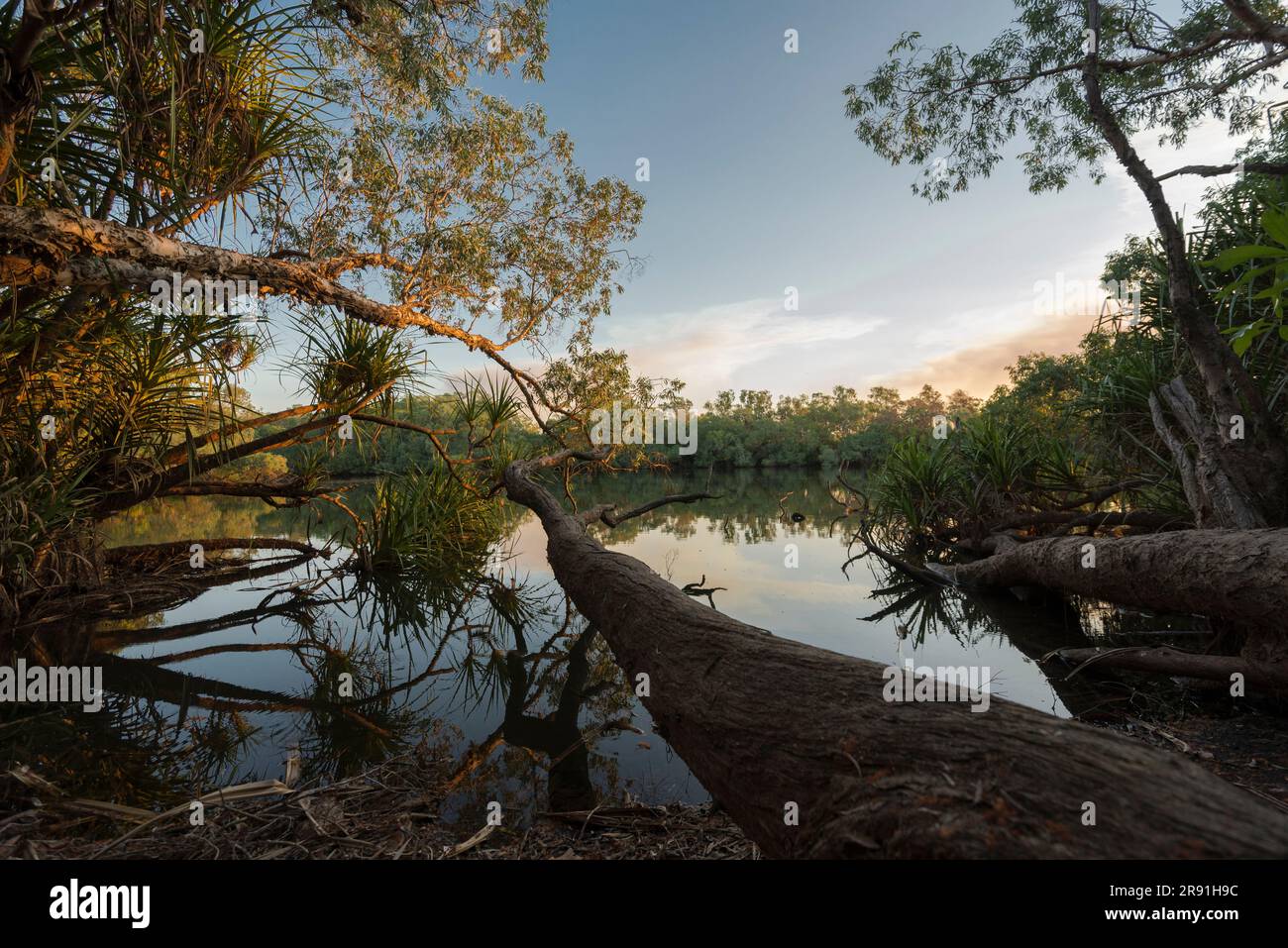 Trees lie in the waters of Jim Jim Billabong at sunset in Kakadu ...