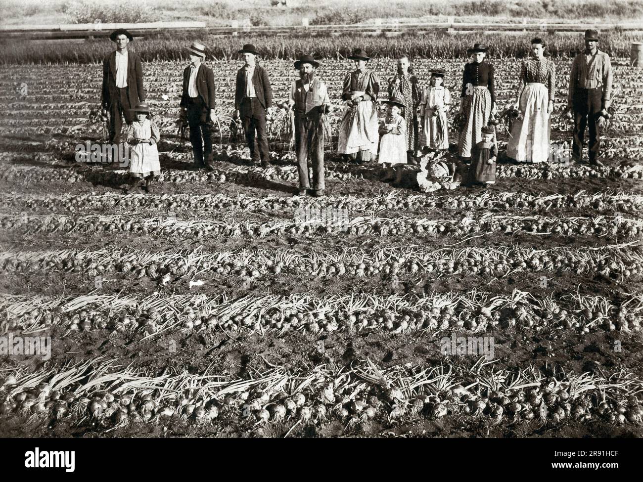 United States: c. 1885 A family harvesting their root crop Stock Photo ...