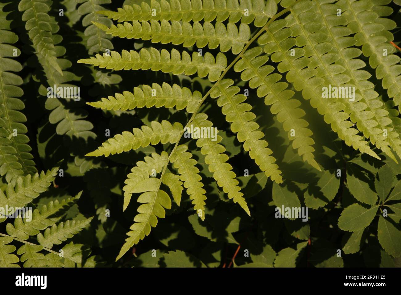 Plants During the Bog Walk Stock Photo - Alamy