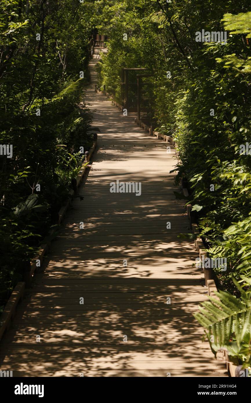 Plants During the Bog Walk Stock Photo - Alamy