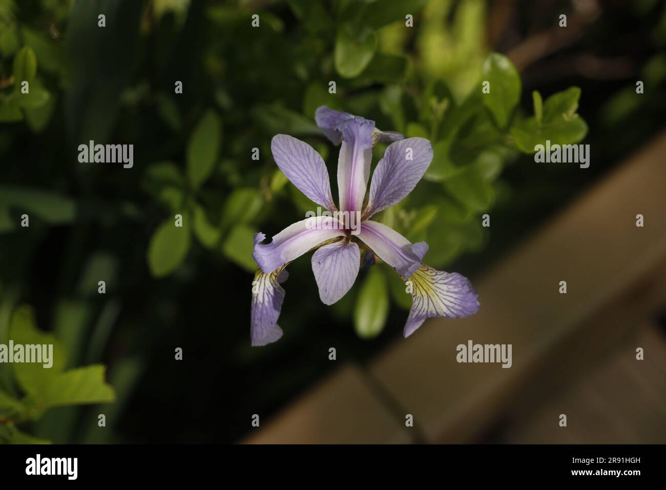 Plants During the Bog Walk Stock Photo - Alamy