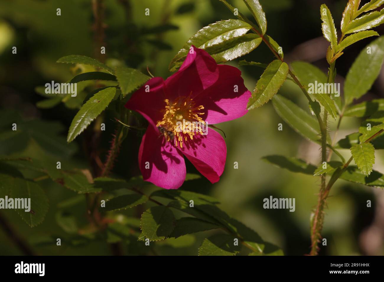 Plants During the Bog Walk Stock Photo - Alamy