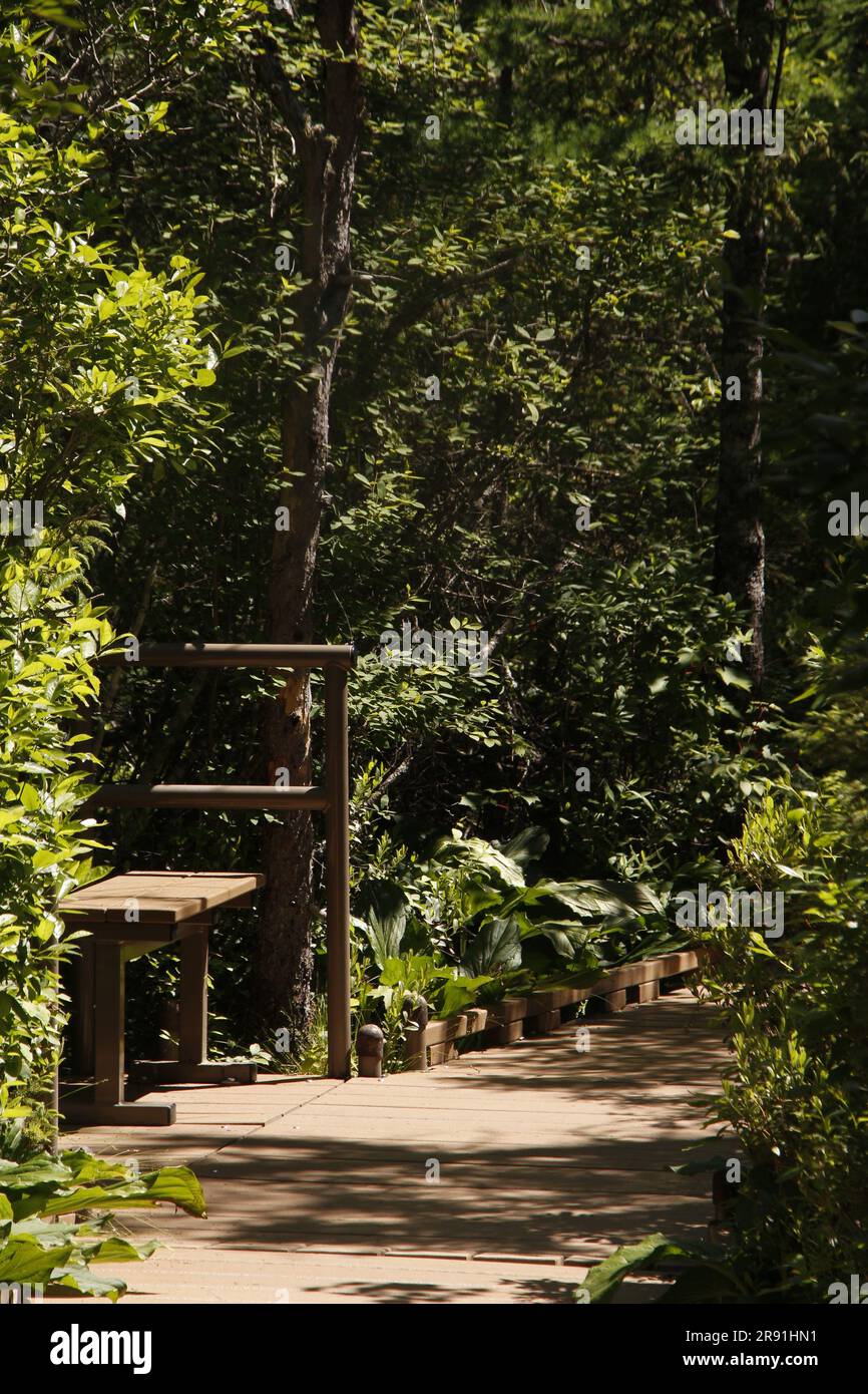Plants During the Bog Walk Stock Photo - Alamy