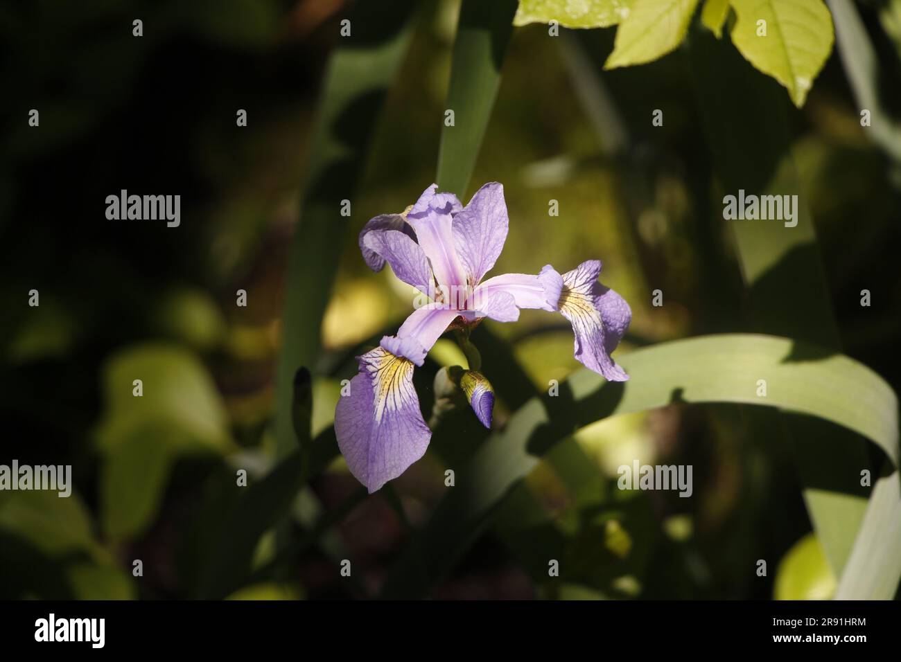 Plants During the Bog Walk Stock Photo - Alamy