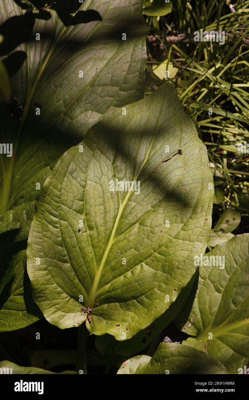 Plants During the Bog Walk Stock Photo - Alamy