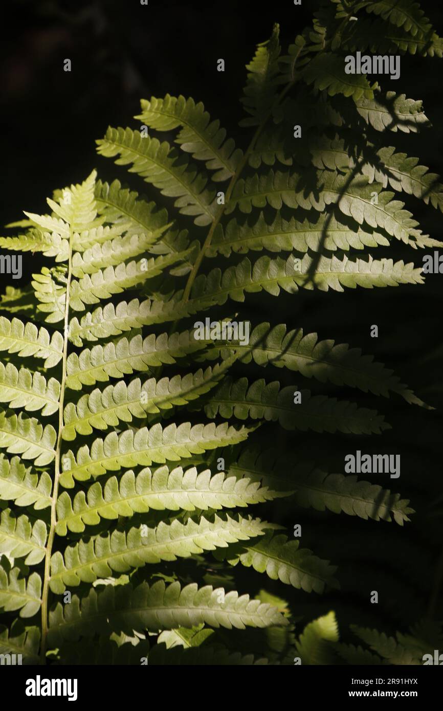 Plants During the Bog Walk Stock Photo - Alamy