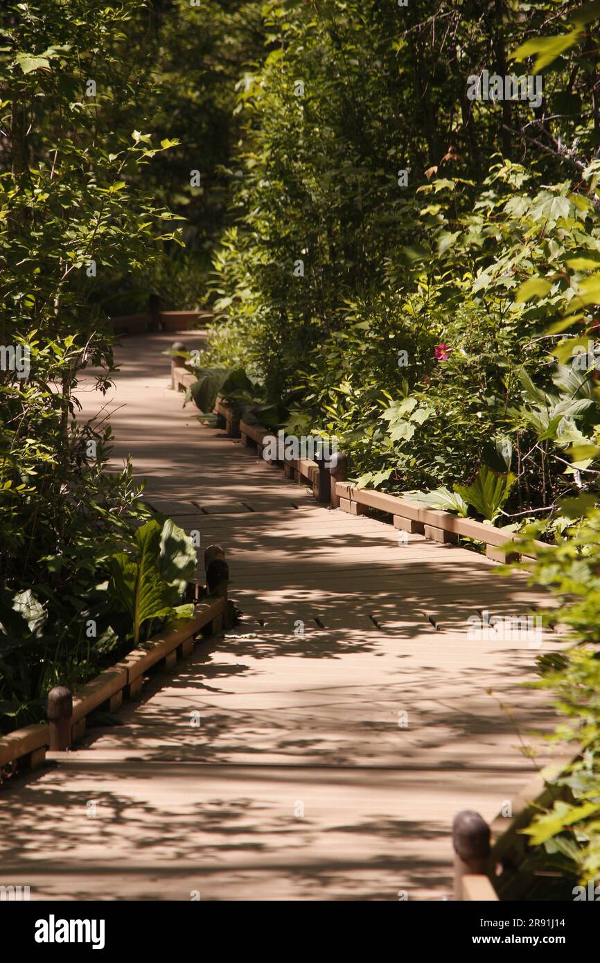 Plants During the Bog Walk Stock Photo - Alamy