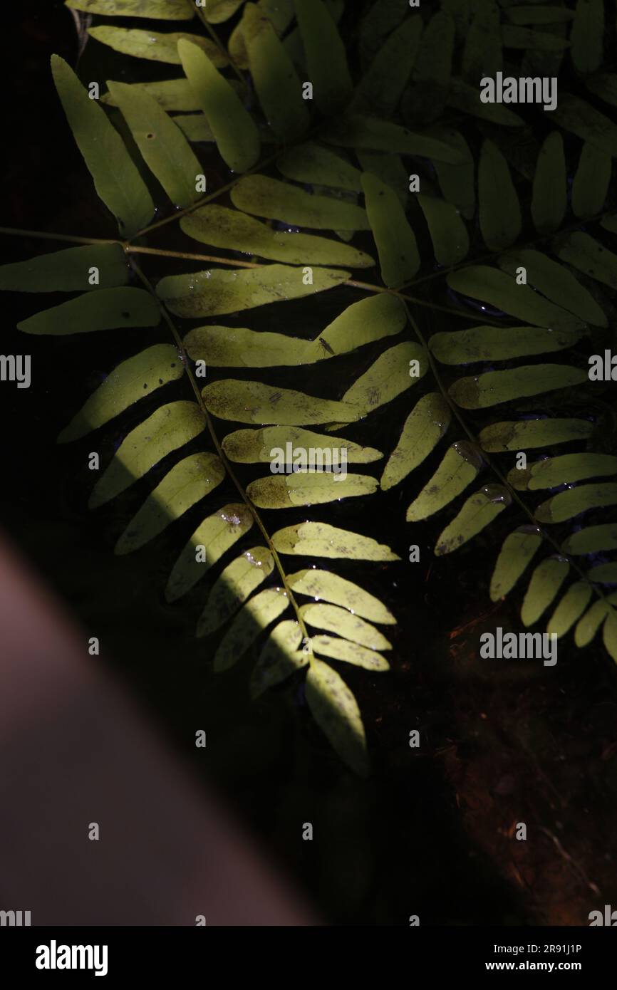Plants During the Bog Walk Stock Photo - Alamy