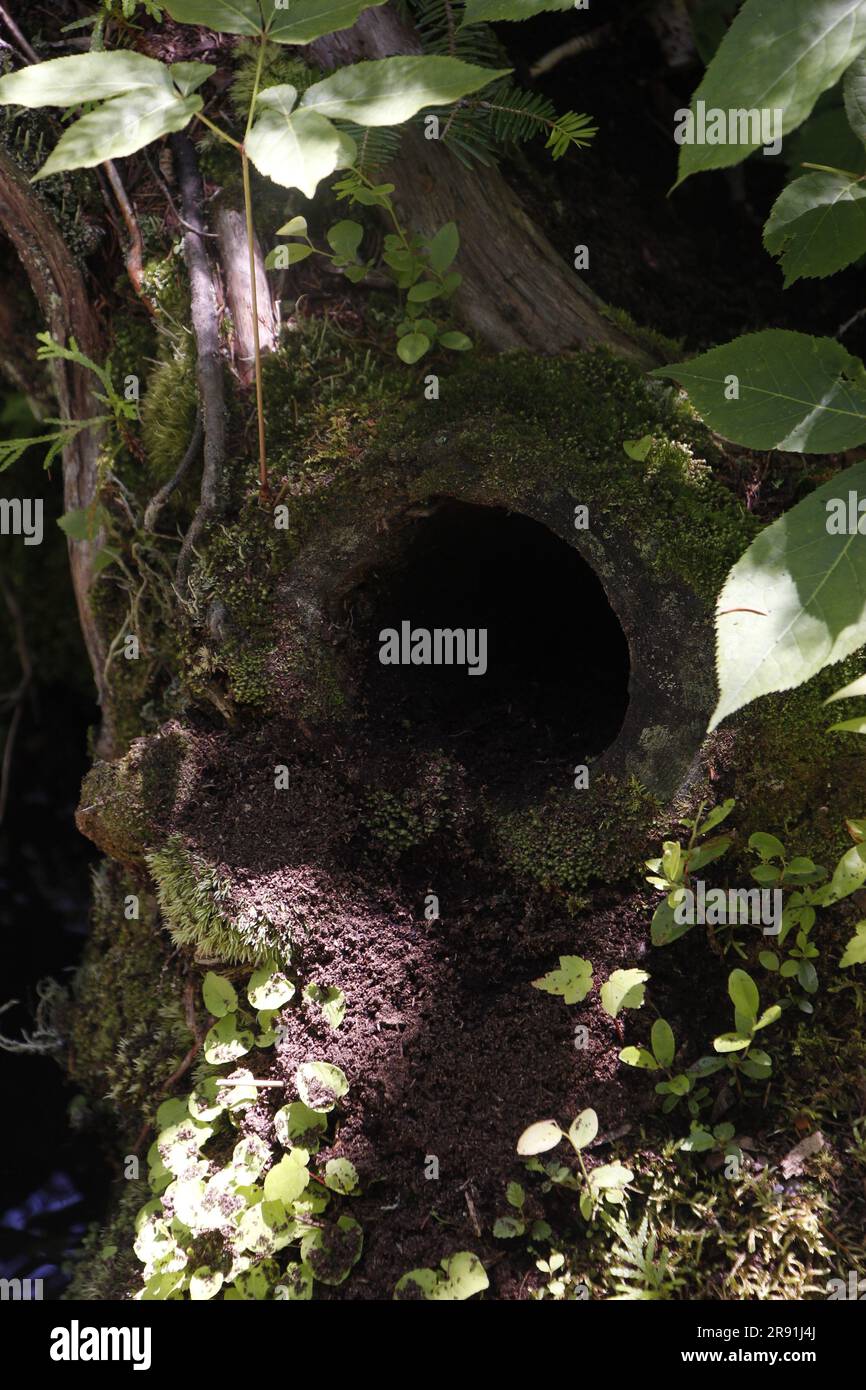 Creature Hole During the Bog Walk Stock Photo - Alamy