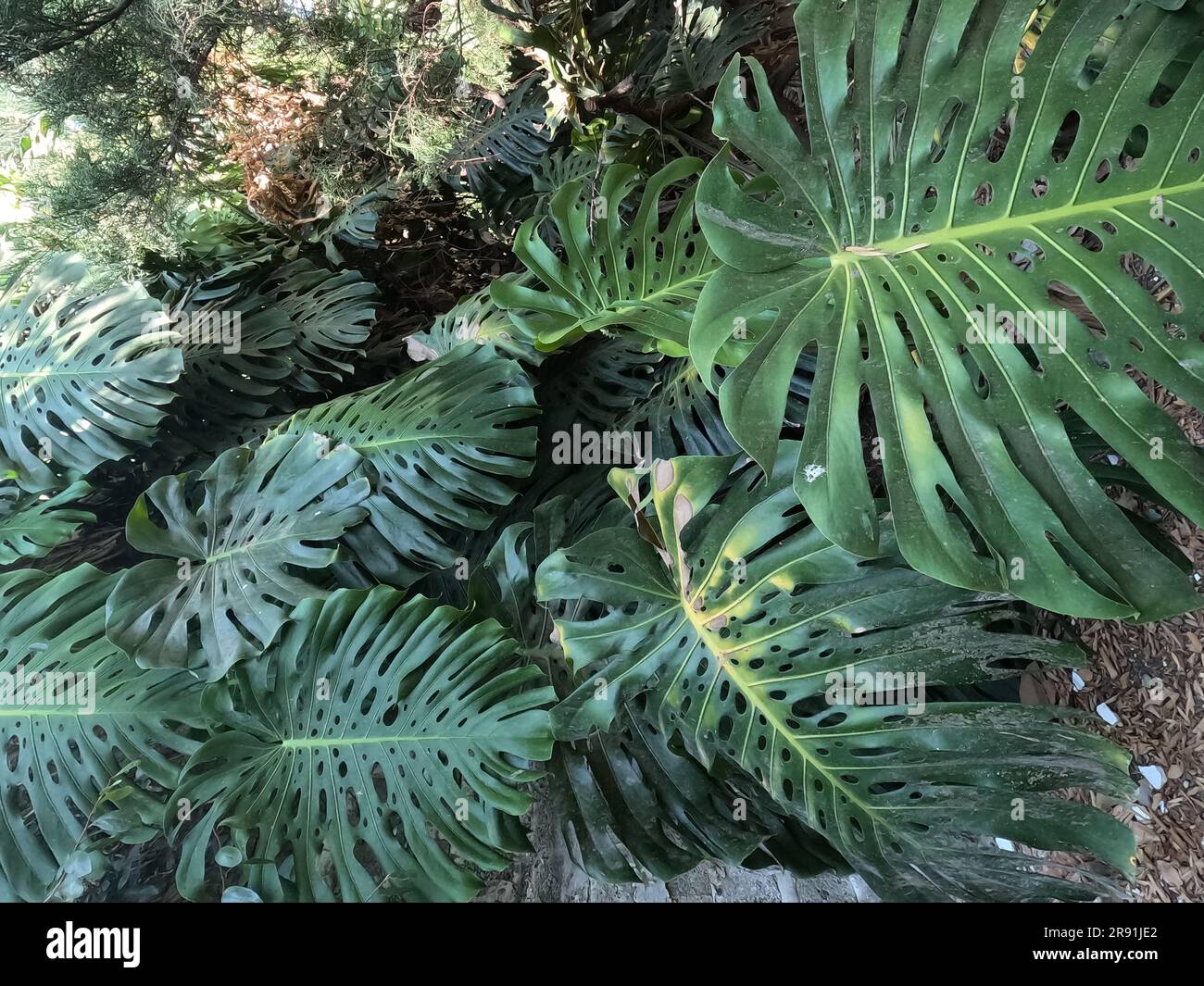 Monstera in the foreground jungle forest Stock Photo - Alamy