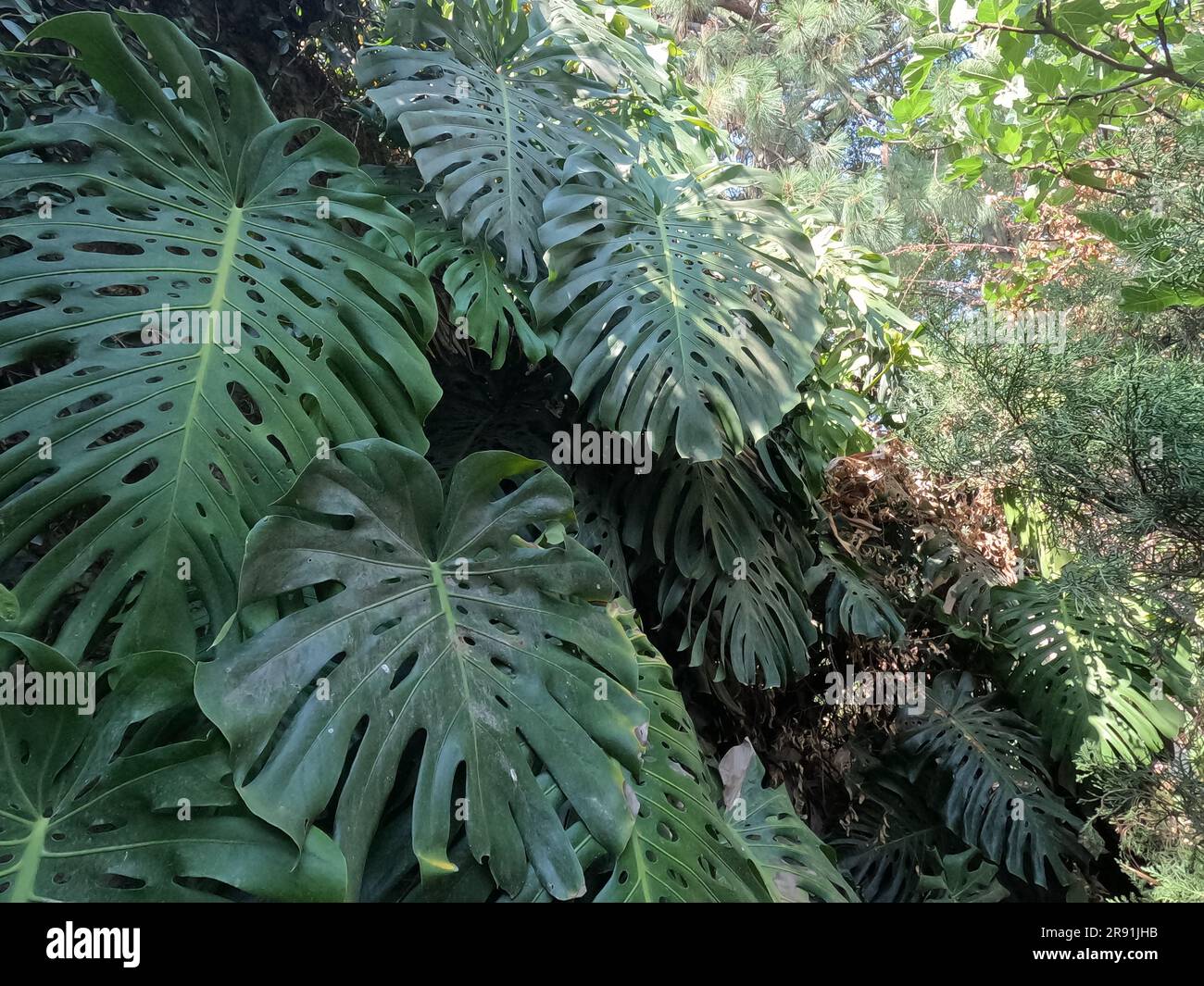 Monstera in the foreground jungle forest Stock Photo - Alamy
