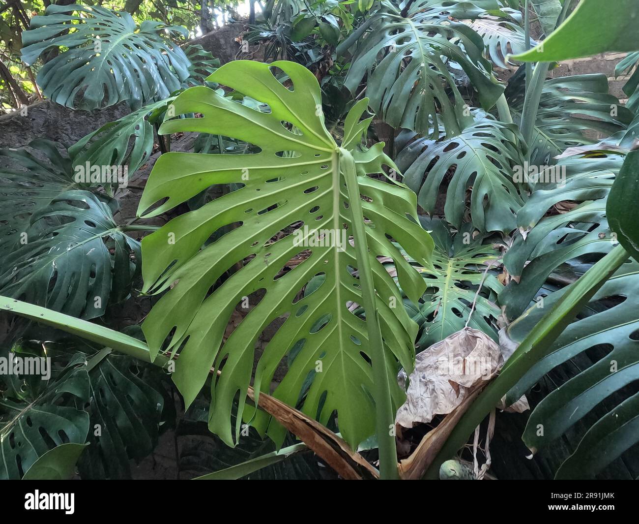 Monstera in the foreground jungle forest Stock Photo - Alamy