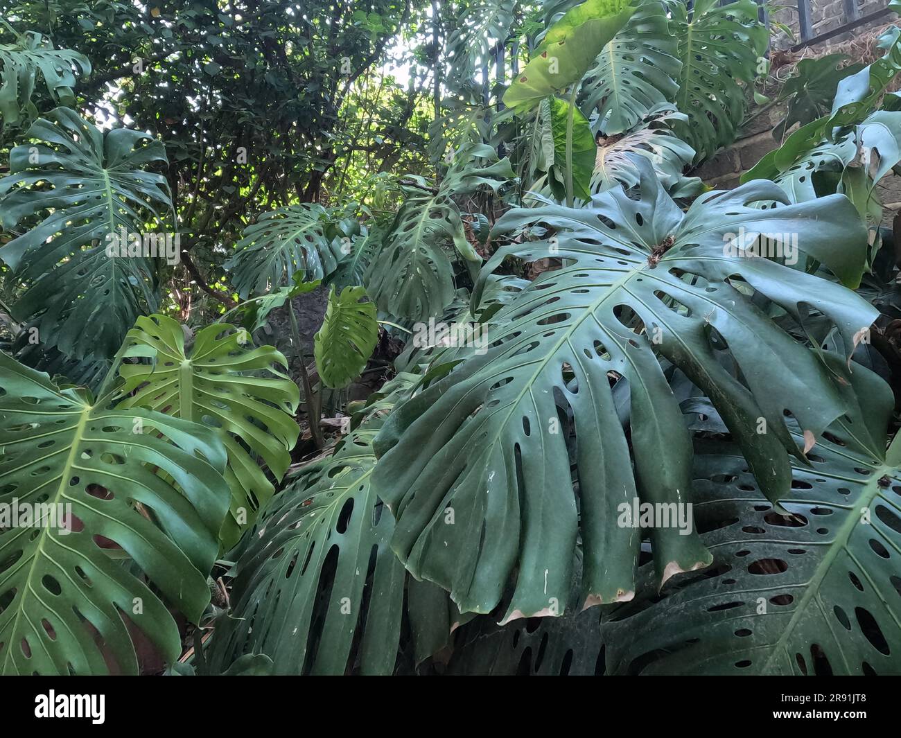 Monstera in the foreground jungle forest Stock Photo - Alamy
