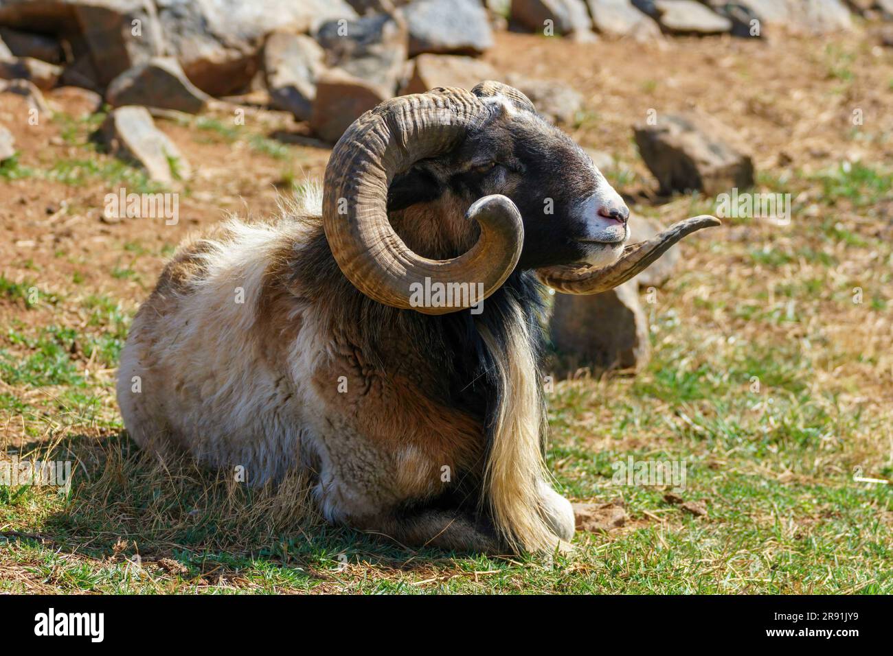 Big horn sheep laying down in some grass with rocky background. There ...