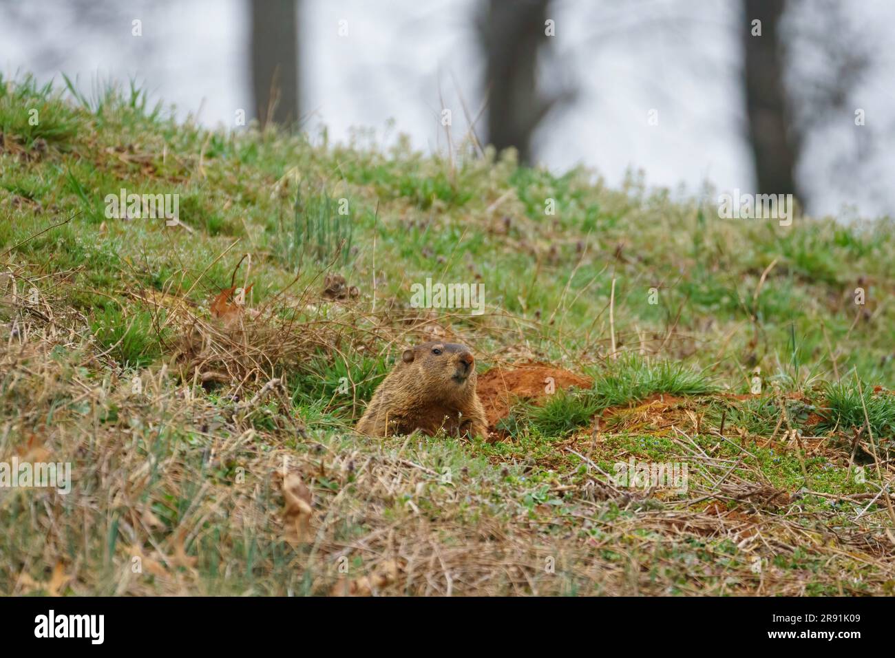 Groundhog emerging from a hole on a steep grassy hill with dirty nose ...