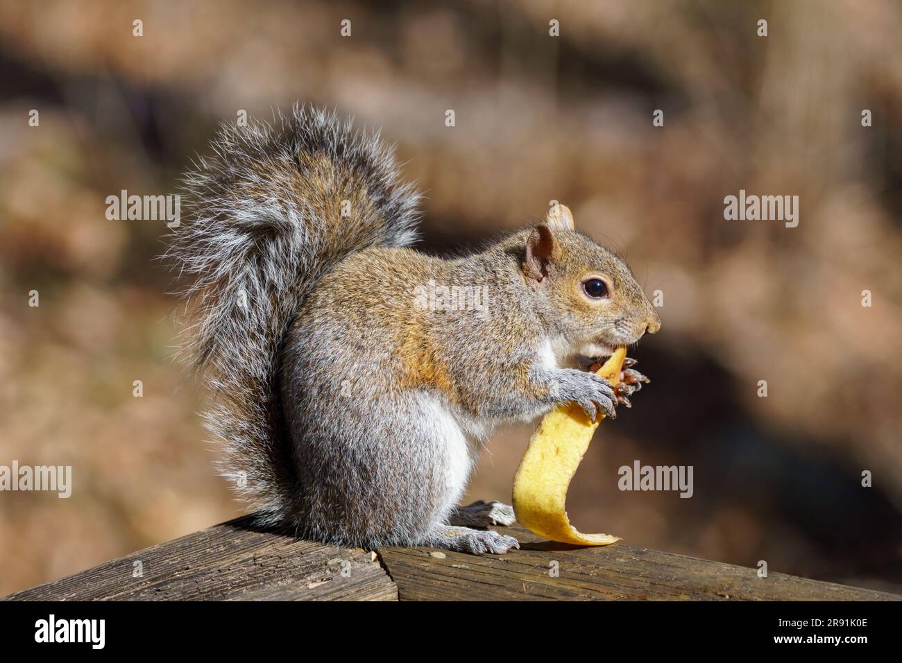 Happy squirrel eating a banana peel on a deck railing. It has a curled ...