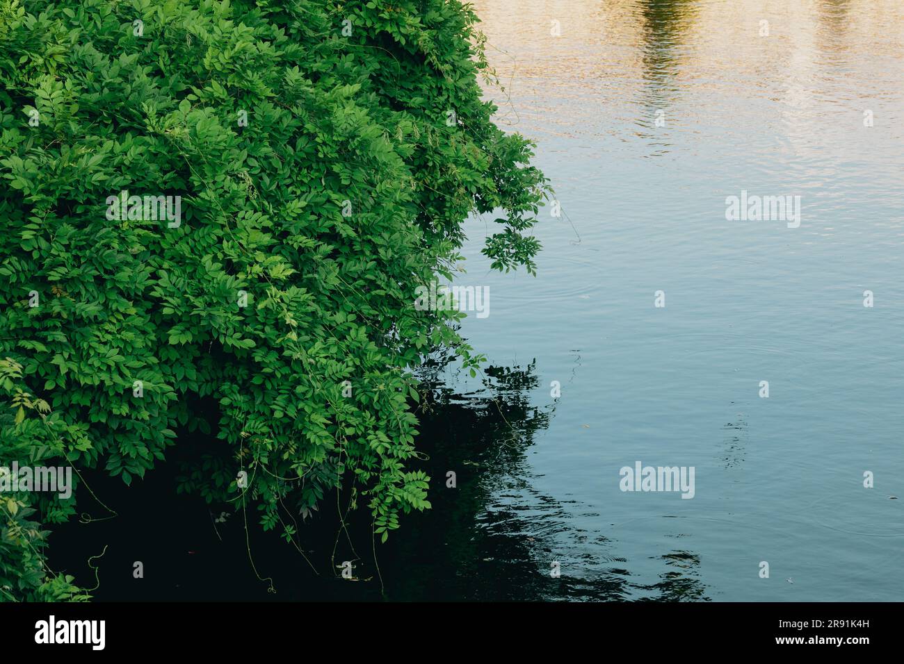 Spring branches bend over deep blue water over the river Stock Photo ...