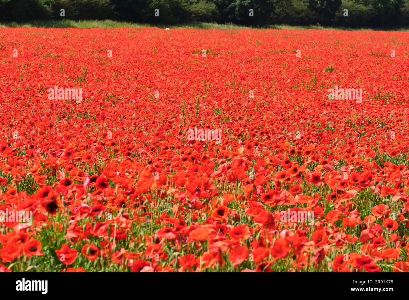 Field of poppies near Courtyard Farm, Ringstead, Norfolk Stock Photo ...