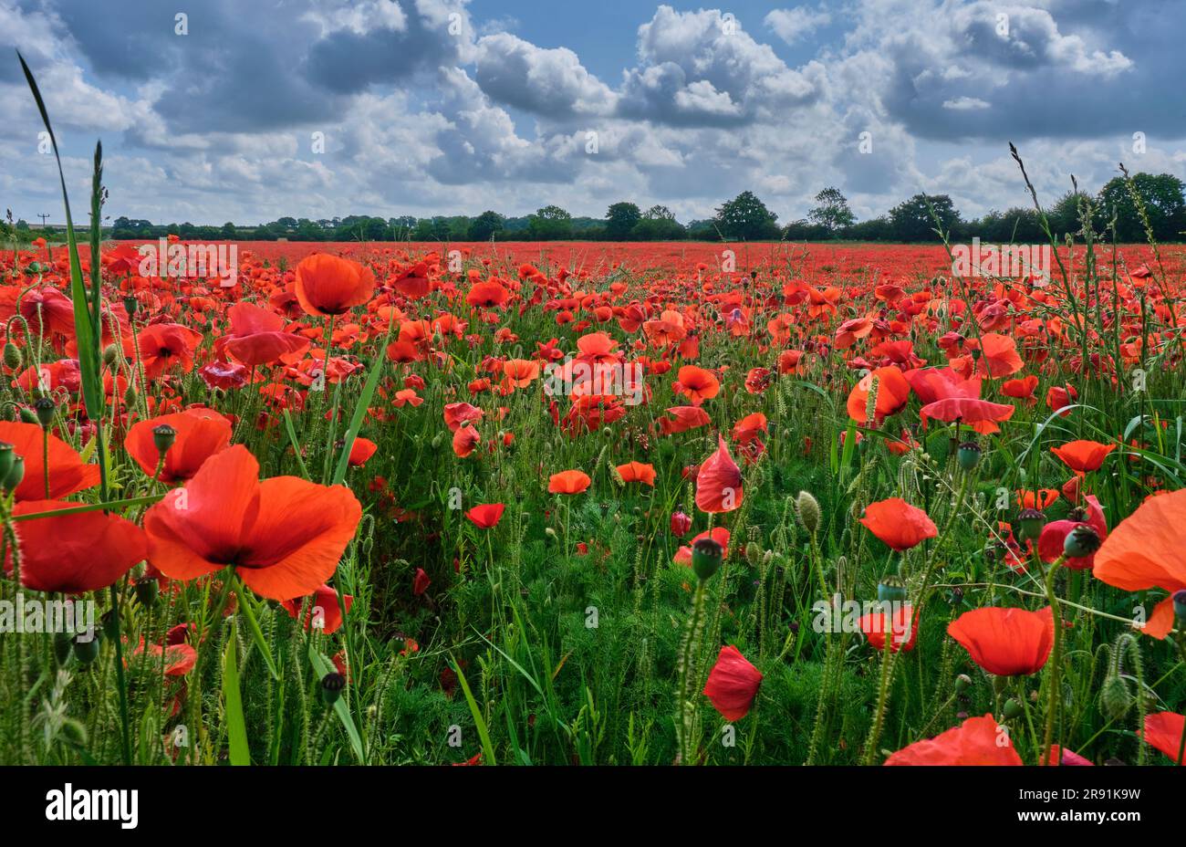 Ringstead common hi-res stock photography and images - Alamy