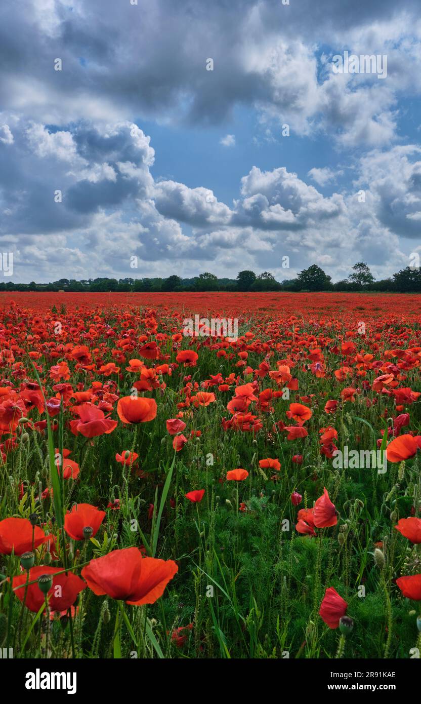 Ringstead common hi-res stock photography and images - Alamy