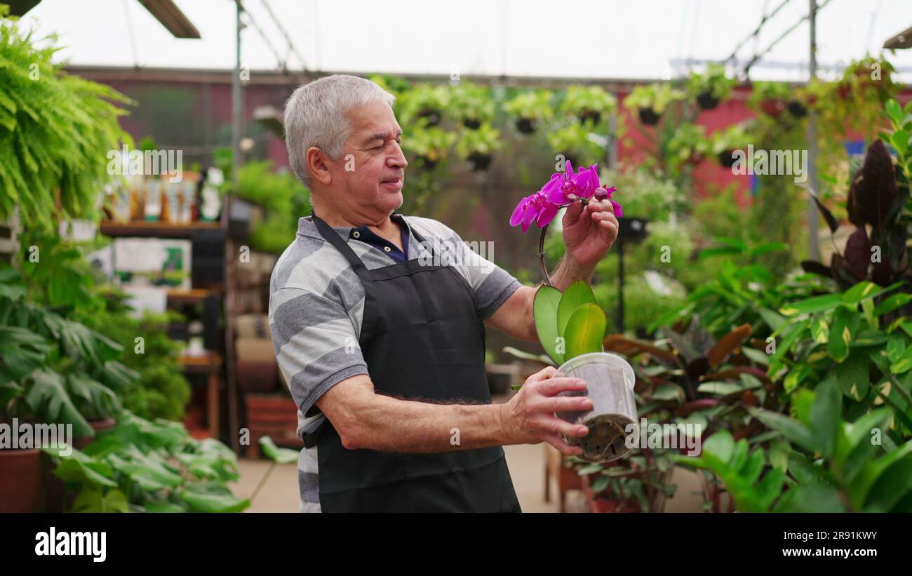 Candid senior man examining flower hi-res stock photography and images ...