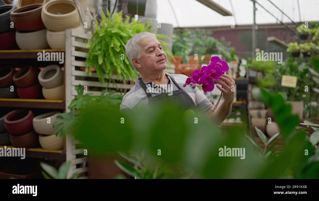 Candid senior man examining flower hi-res stock photography and images ...