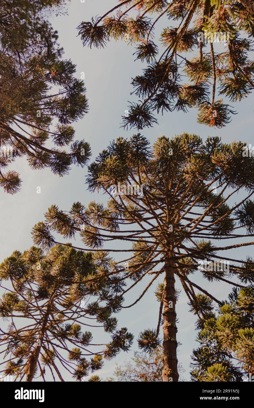 Araucaria trees hi-res stock photography and images - Alamy