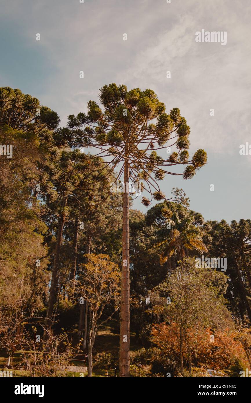 Araucaria trees hi-res stock photography and images - Alamy