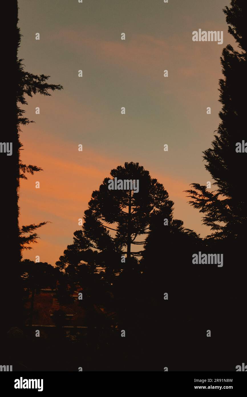 Araucaria tree angustifolia hi-res stock photography and images - Alamy