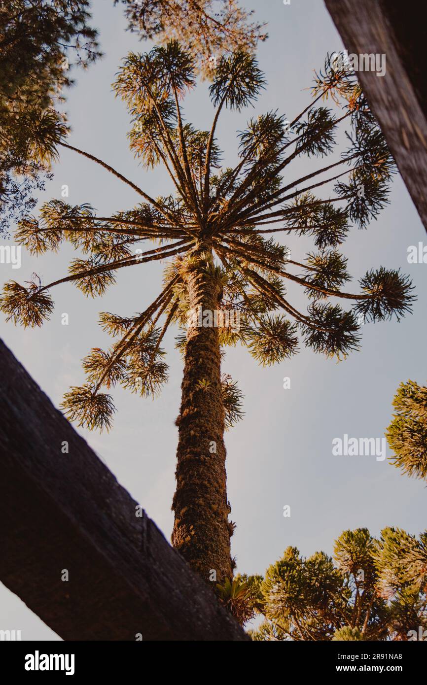 Tree top view hi-res stock photography and images - Alamy