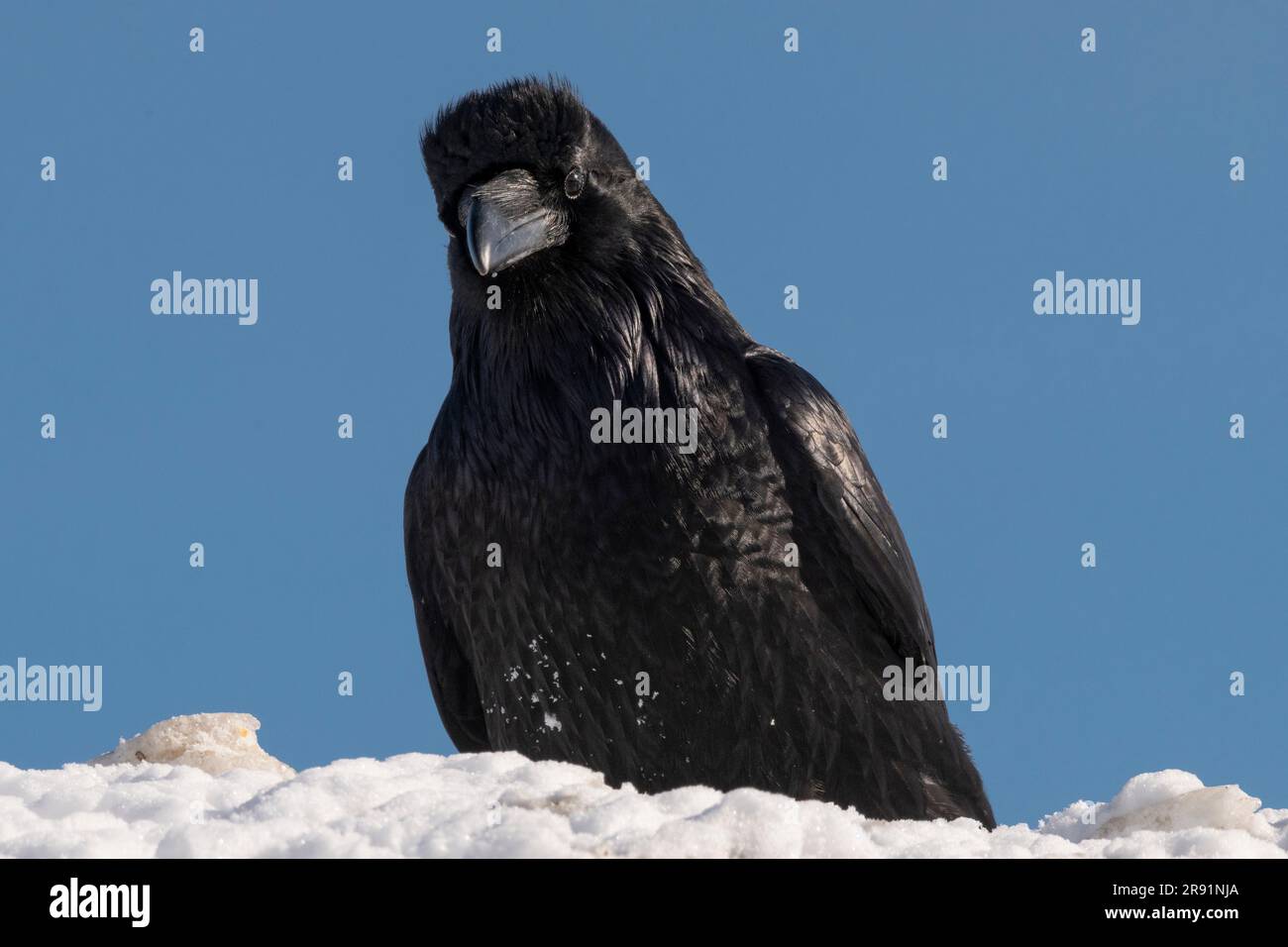 Northern Raven, Alaska, Winter Stock Photo - Alamy