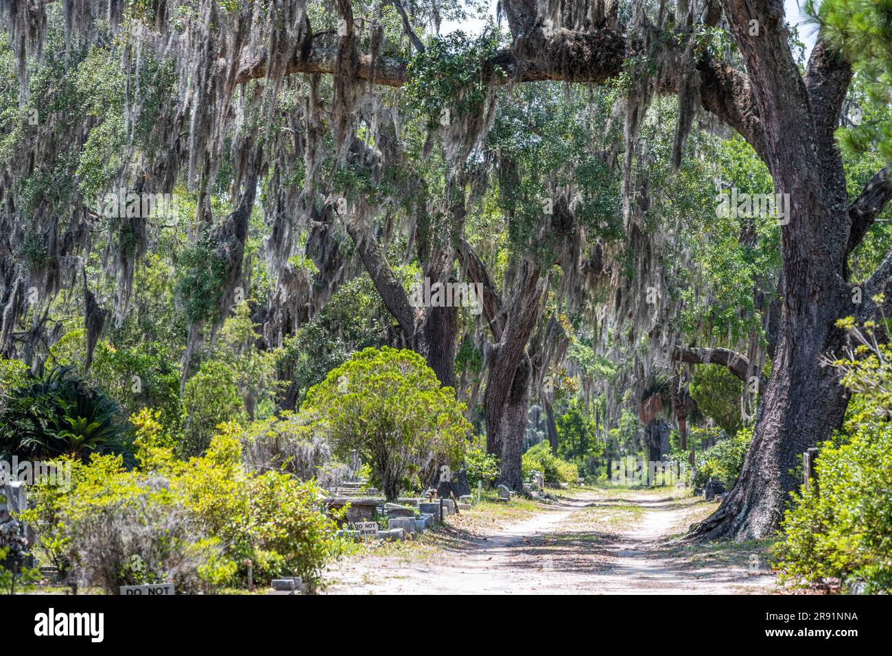 Southern live oaks draped with Spanish moss abound at historic ...