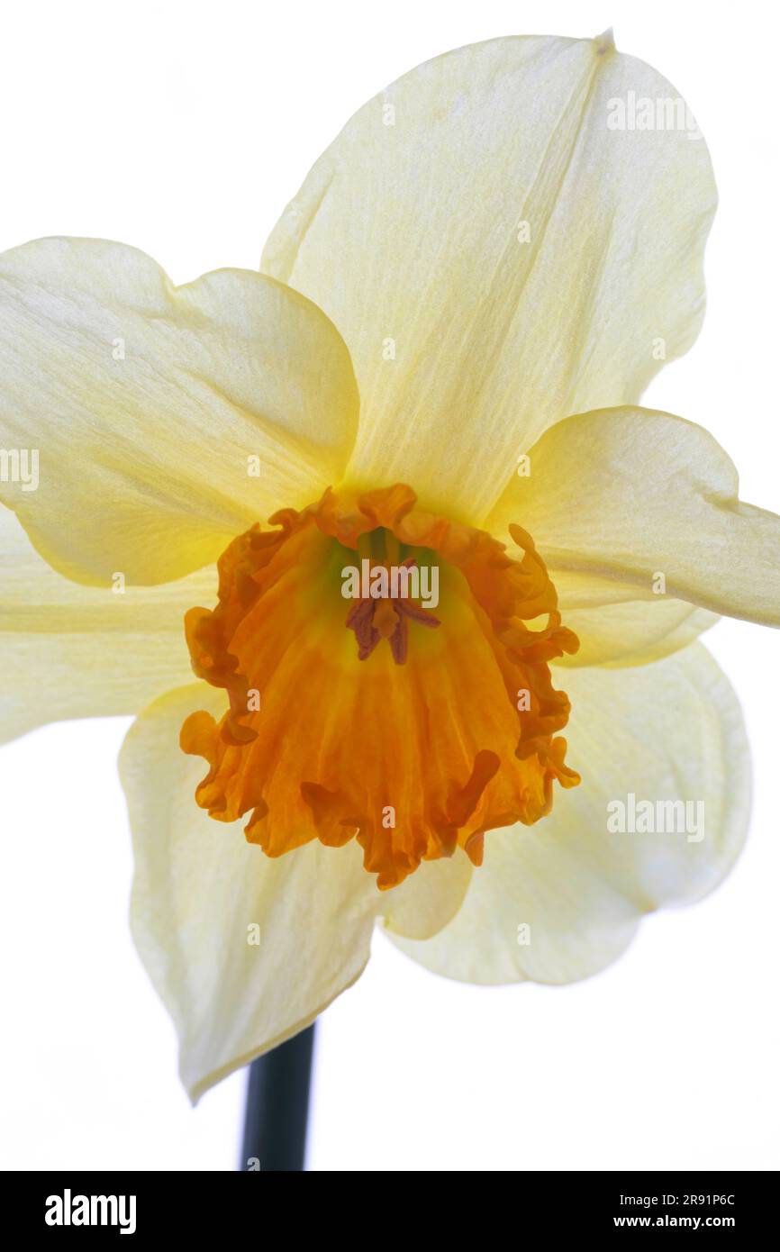 Single daffodil flower hi-res stock photography and images - Alamy