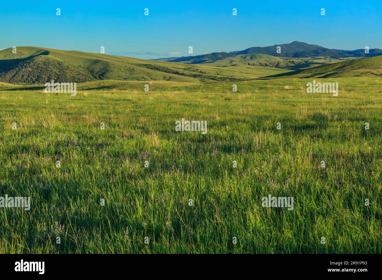foothill meadows below the garnet range near garrison, montana Stock ...