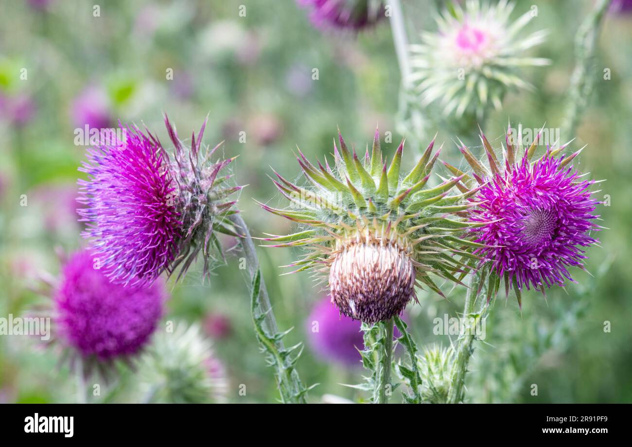 Musk thistle (Carduus nutans, nodding thistle) plant wildflower growing ...