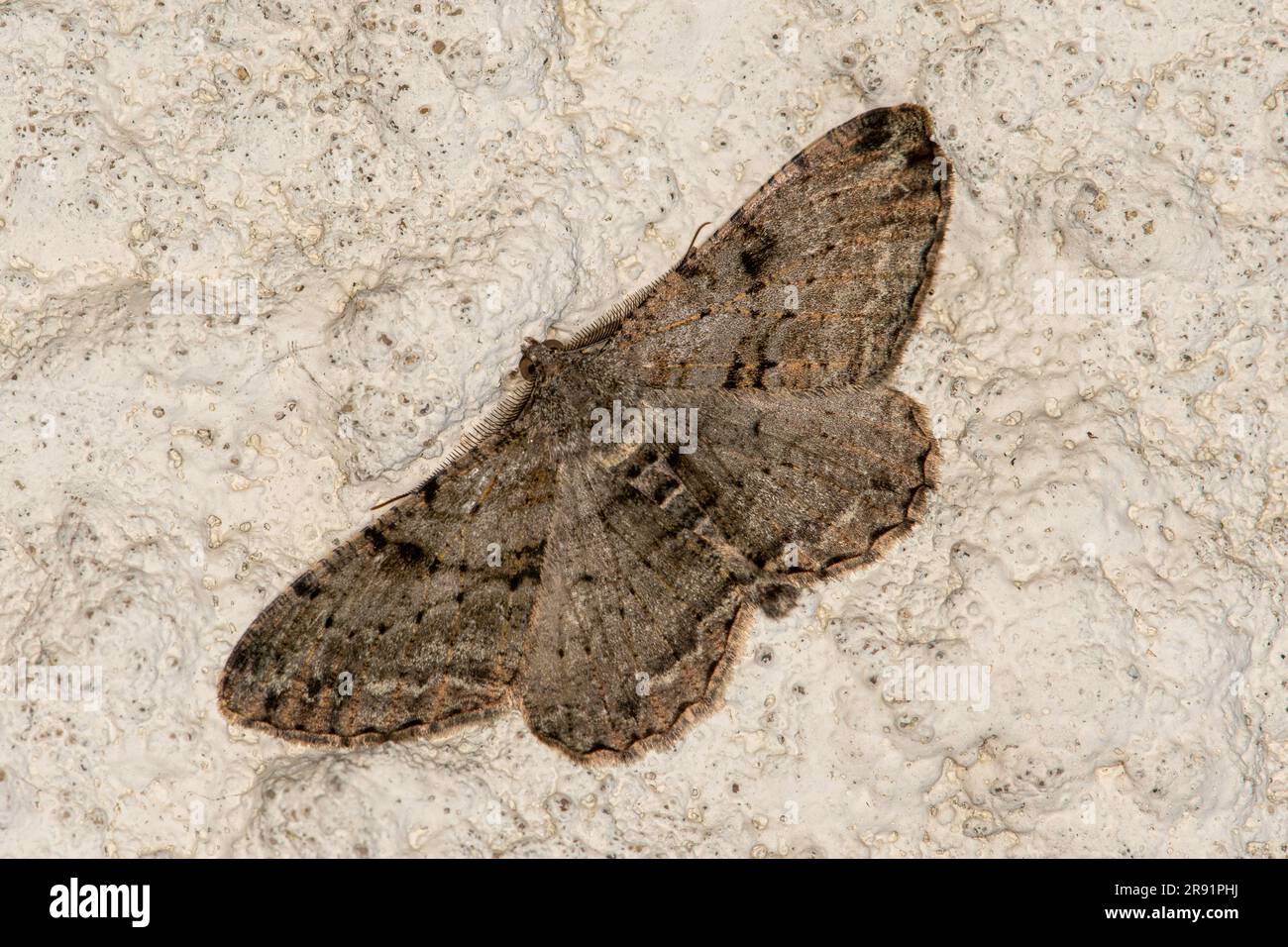Willow beauty moth (Peribatodes rhomboidaria), England, UK Stock Photo ...