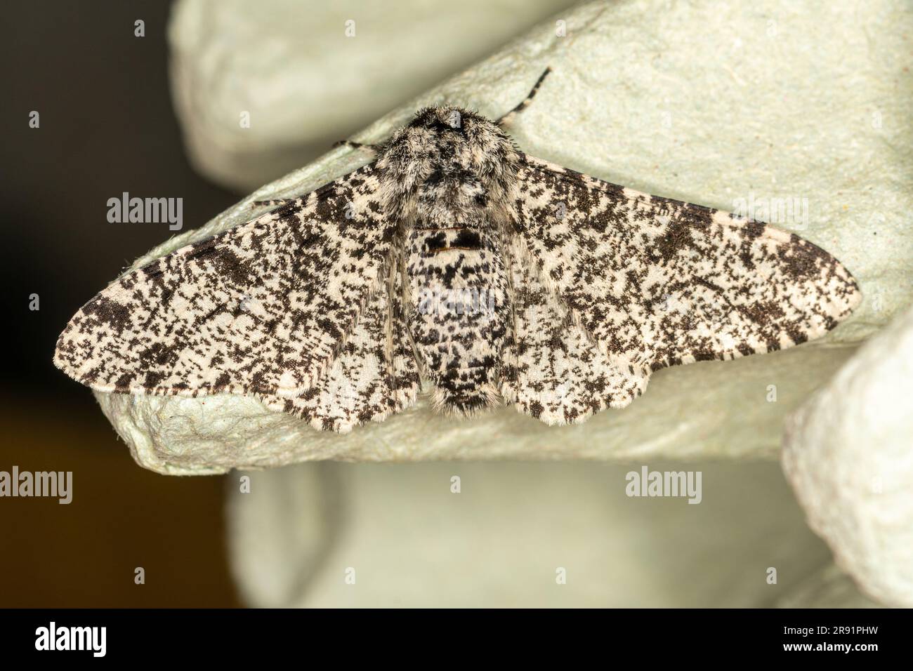 Peppered moth (Biston betularia) caught in a garden moth trap ...