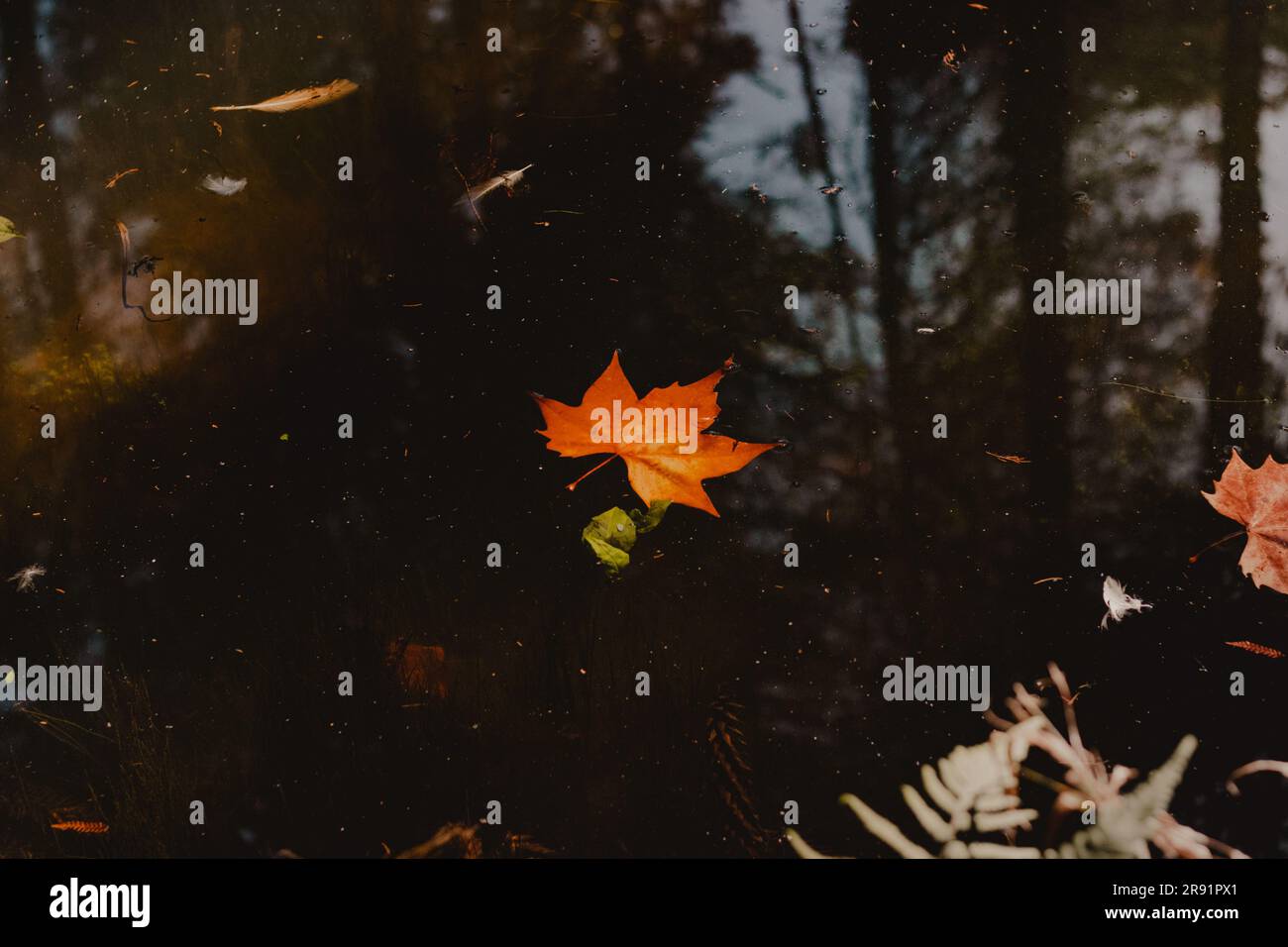 autumn leaves floating Stock Photo - Alamy