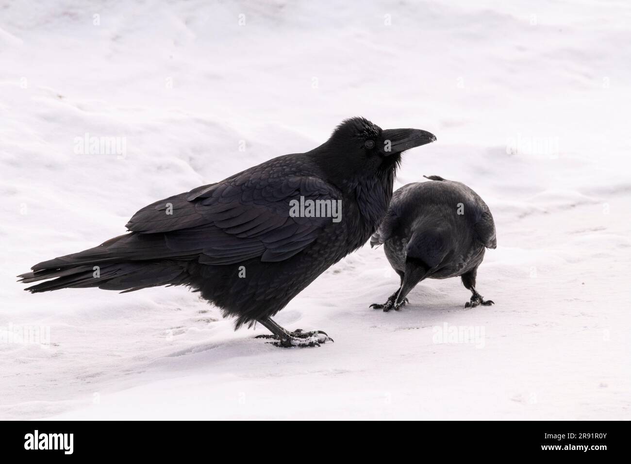 Northern Raven, Alaska, Winter Stock Photo - Alamy