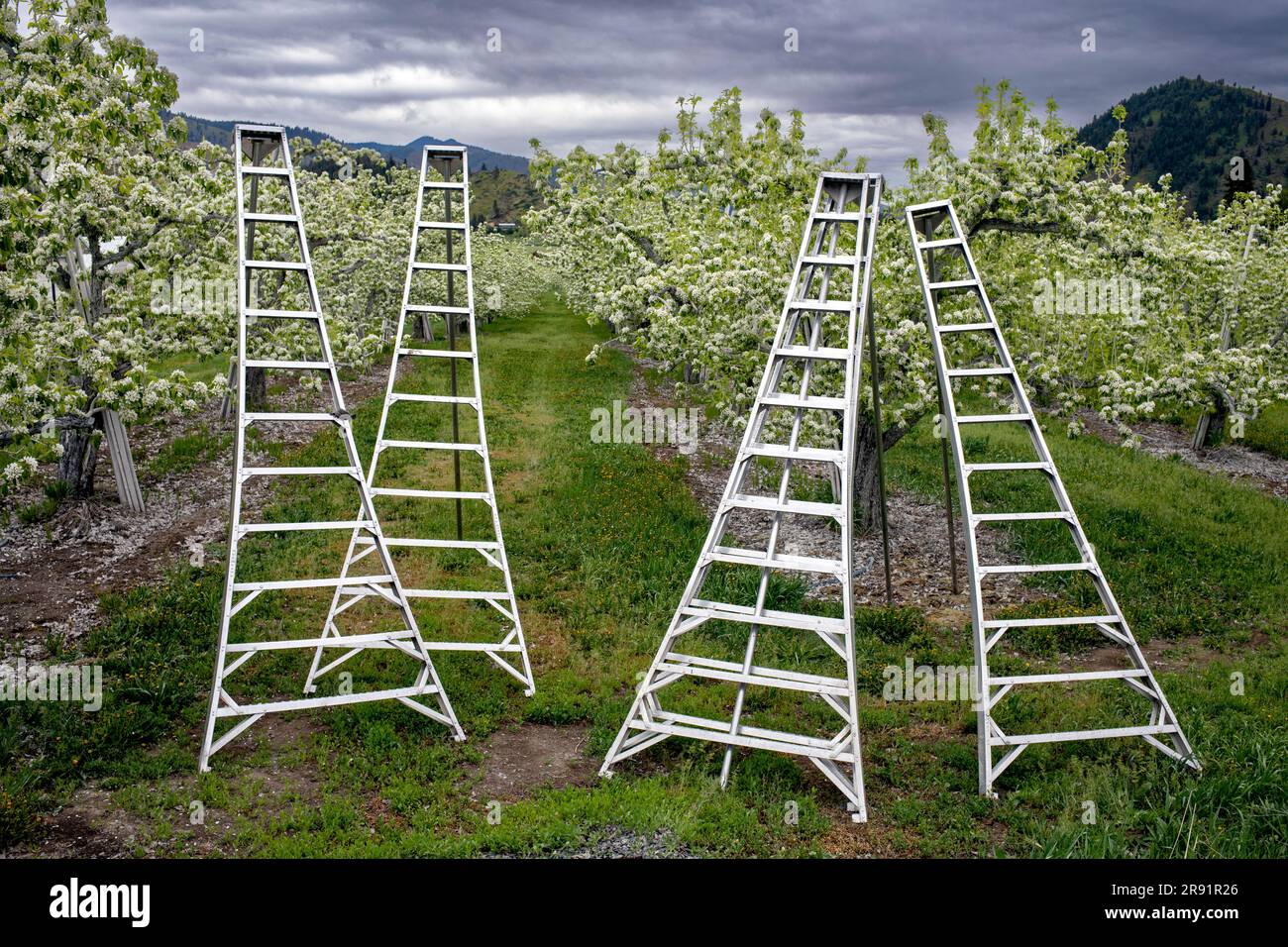 WA24453-00.....WASHINGTON - Ladders in an apple orchard near ...