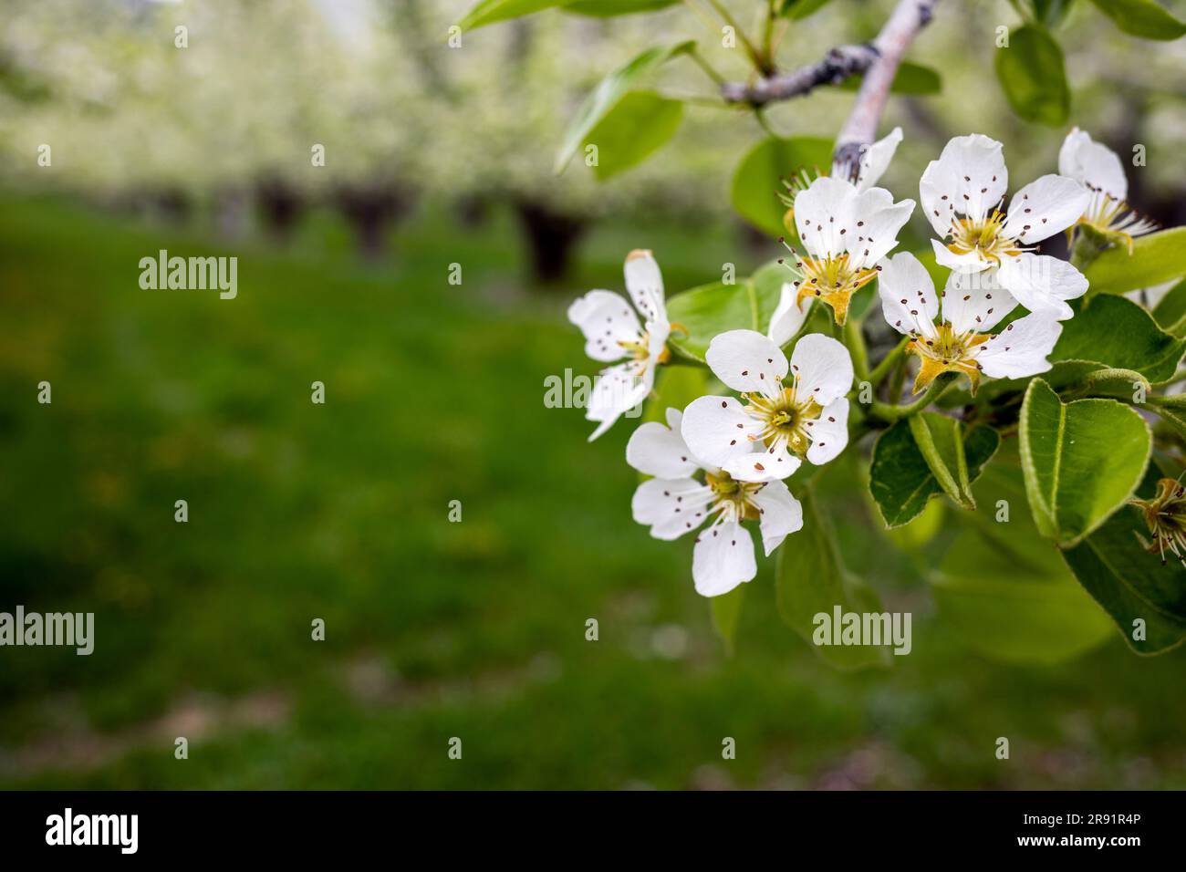 Wenatchee river valley orchard hi-res stock photography and images - Alamy